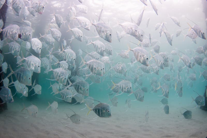 The Things You Can See Underwater Stock Image - Image of reef, scuba ...