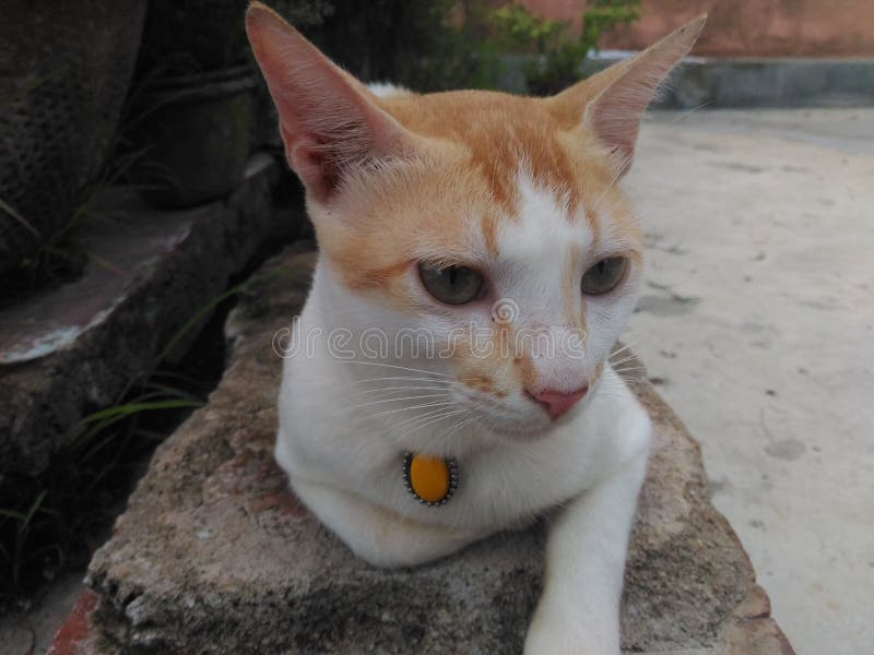 Think stock photo. Image of think, deep, thinking, eyes - 80074574