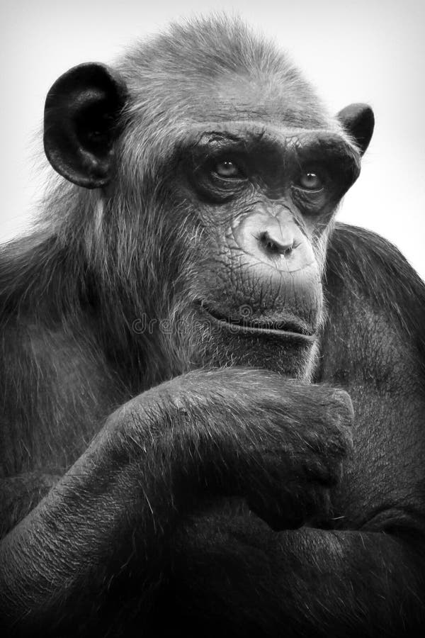 The Thinker stock image. Image of chimp, animal, mono - 28067891