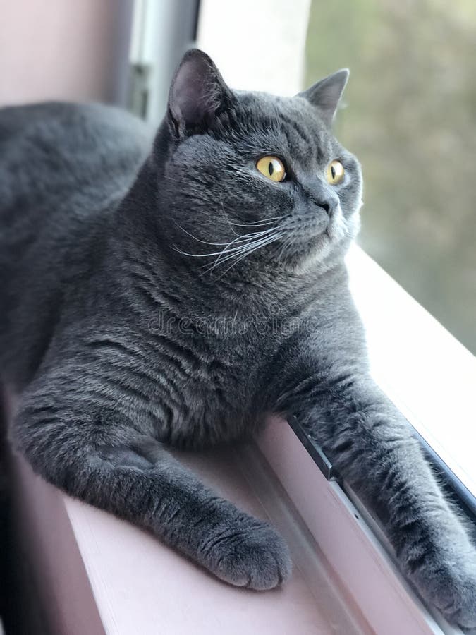 Blu stock image. Image of shorthair, british, thinker - 180489345