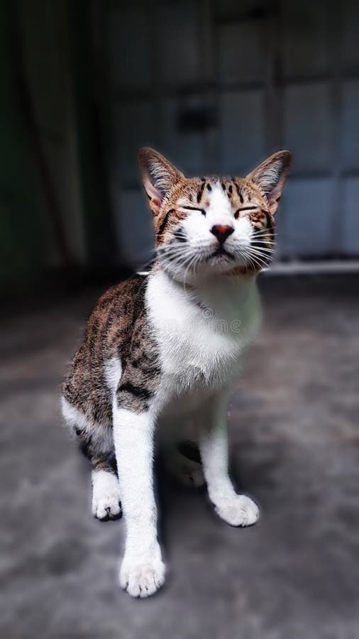 Thinker cat stock image. Image of thinker, moment - 138585781