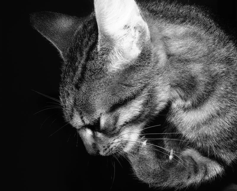 Thinker cat stock photo. Image of thinker, yellow, white - 126399032