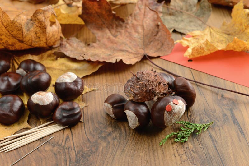 Thinker Chestnut Figures Like Turtle in Autumn Time with Thooth Stock ...
