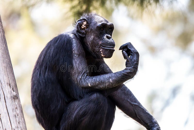 The Thinker Monkey . Chimpanzee. Zoo-Israel Stock Image - Image of ...