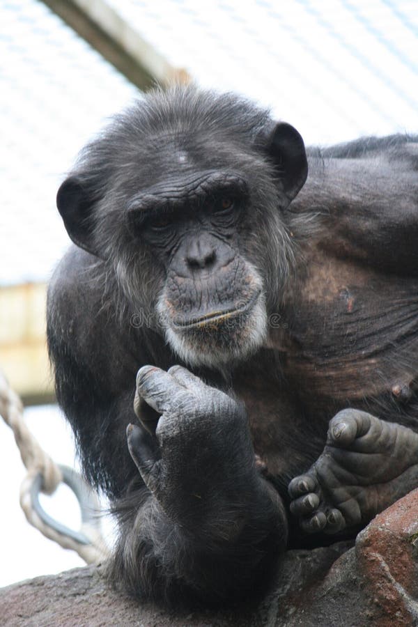 The Thinker stock photo. Image of animal, wildlife, portrait - 44476642