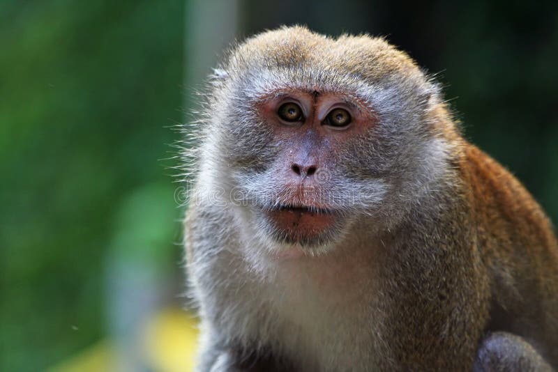 Thinking stock photo. Image of monkey, think, hairy, cute - 4948032