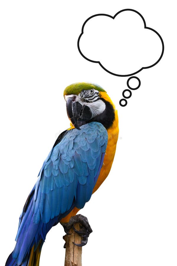 Thinking Bird stock image. Image of ideas, funny, notice - 14209255