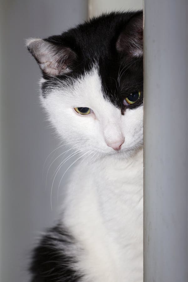 Thinking cat stock photo. Image of details, felis, fluffy - 11960984