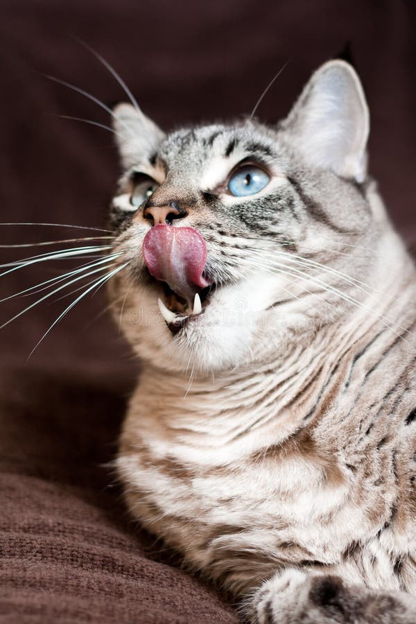 The thinking cat stock image. Image of feline, background - 19197533
