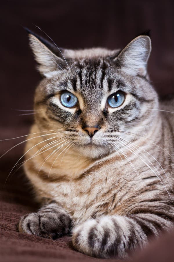 The thinking cat stock image. Image of beautiful, silver - 18662445