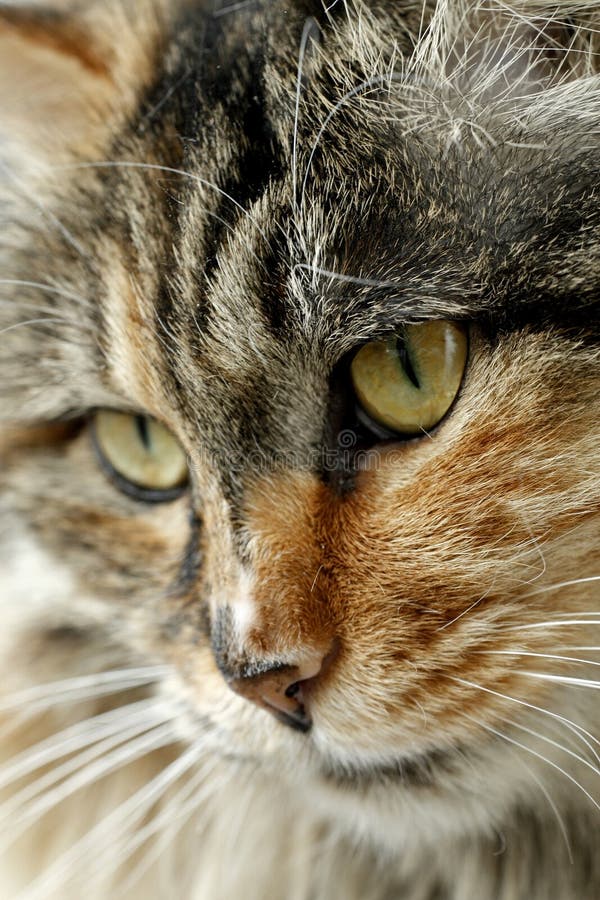 Thinking cat stock image. Image of nose, cute, facial - 4423479