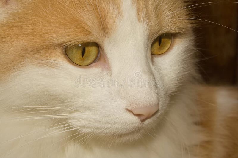 Thinking cat stock image. Image of purr, posing, funny - 48702783