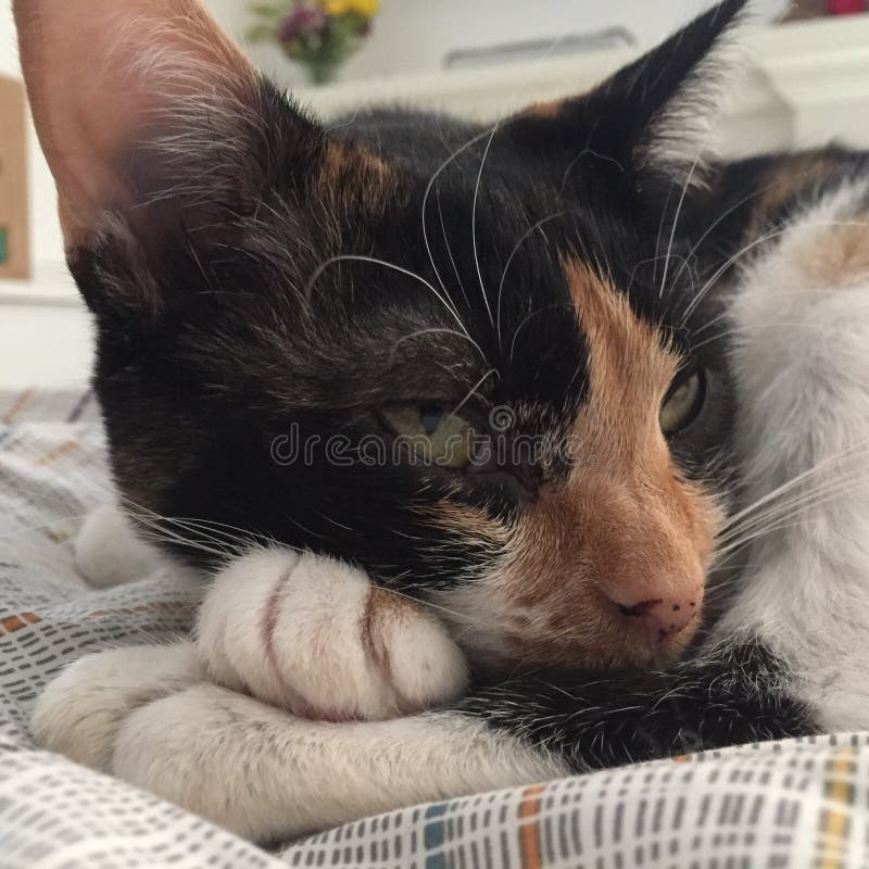 2,890 Thinking Cat Photos - Free & Royalty-Free Stock Photos from ...