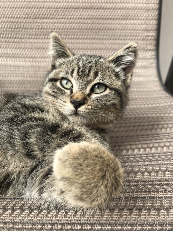 Thinking Cat stock image. Image of thinking, cool, animals - 107407391