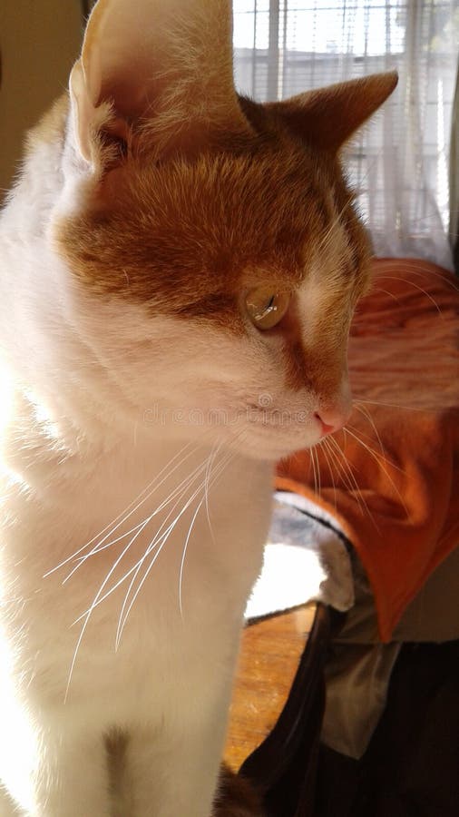 Thinking cat stock photo. Image of care, shelter, animal - 120910178