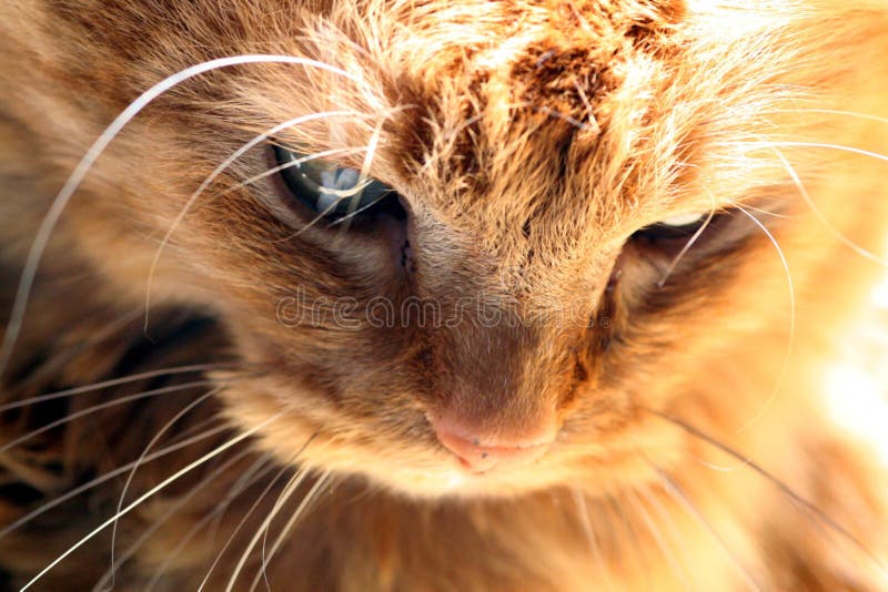 Tabby Cat head profile stock photo. Image of whiskers - 13802338