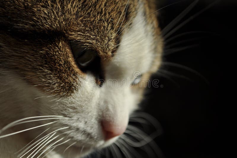 A B&W Closeup Of A Black Cat Looking To The Right Stock Photo - Image ...