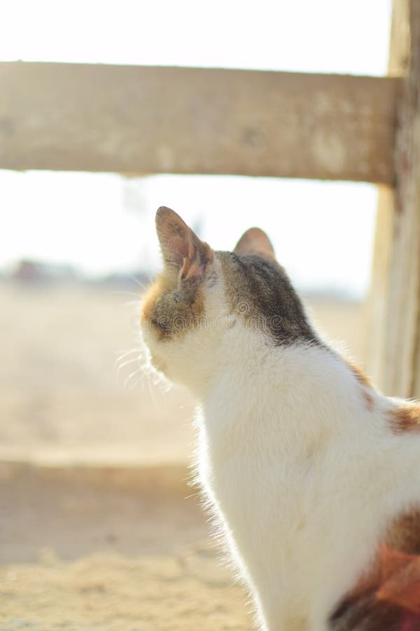 Thinking cat stock image. Image of standing, thinking - 82688061