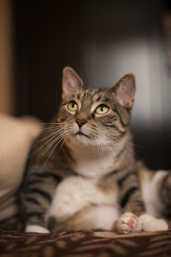 Thinking cat stock photo. Image of position, thinking - 70316128