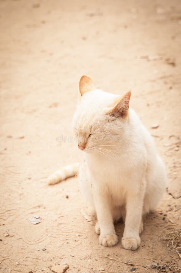 Thinking cat stock image. Image of kitten, staring, hair - 37488259