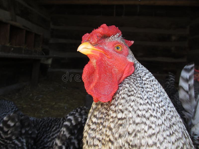 Thinking Chicken stock image. Image of bird, domestic - 62654349