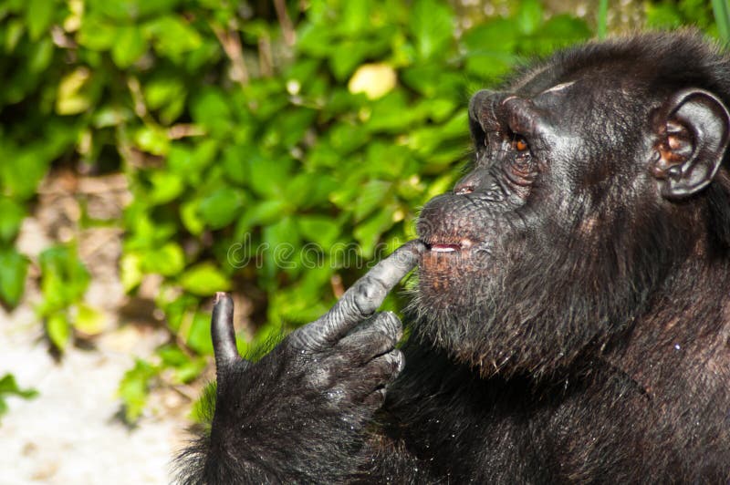 Thinking Chimpanzee stock photo. Image of homey, fauna - 26422304
