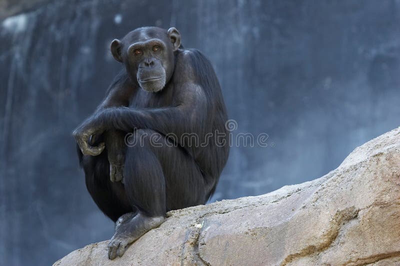 Chimp Thinking stock image. Image of think, branch, sitting - 3769