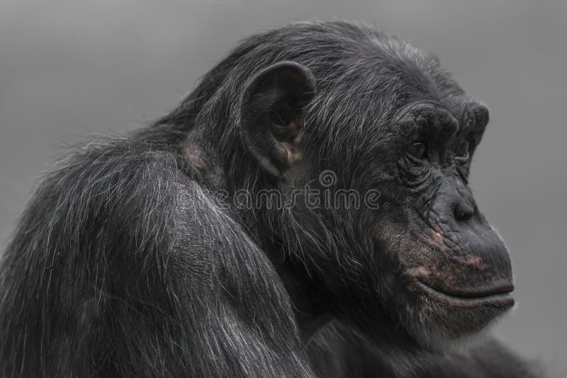 Thinking Chimpanzee stock photo. Image of animal, captive - 616634