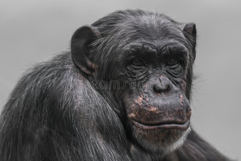 Thinking Chimpanzee stock photo. Image of animal, captive - 616634
