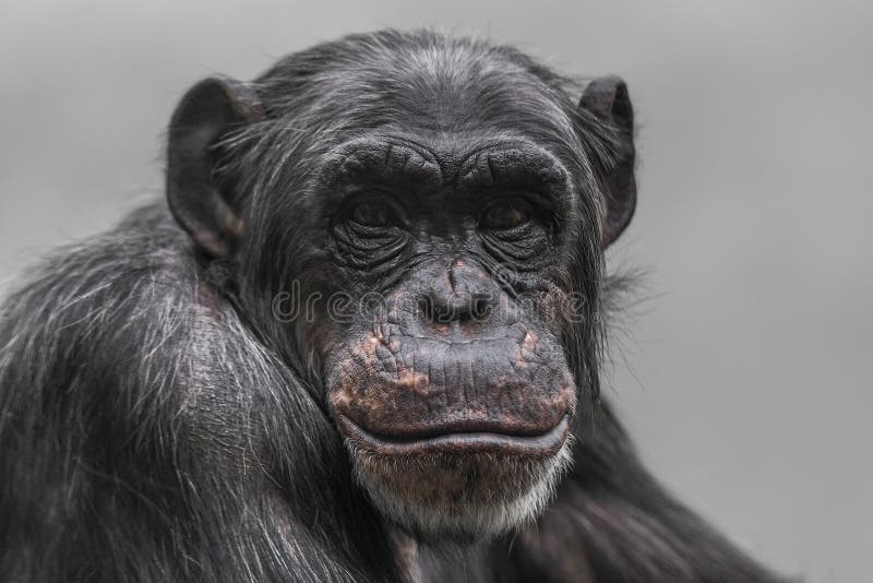 Thinking Chimpanzee Portrait Close Up Stock Photo - Image of gaze ...
