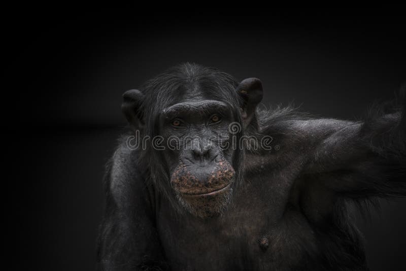 Thinking Chimpanzee stock photo. Image of animal, captive - 616634