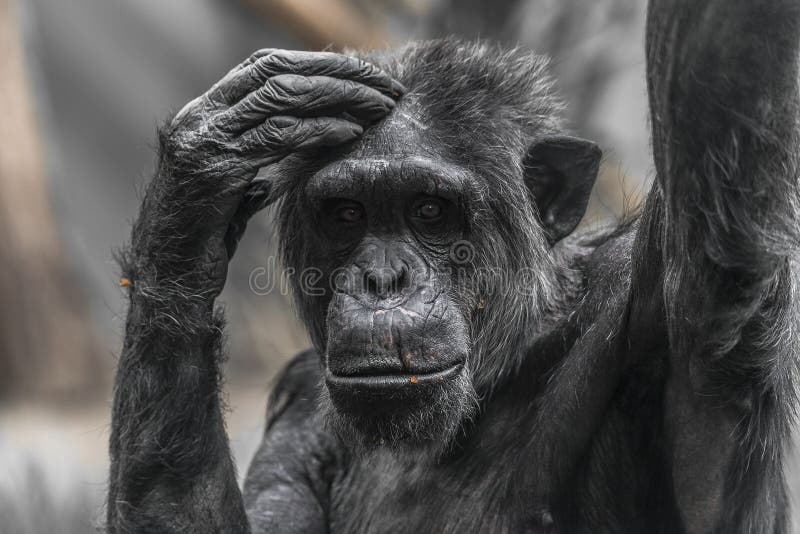 Thinking Chimpanzee Portrait Close Up Stock Image - Image of africa ...