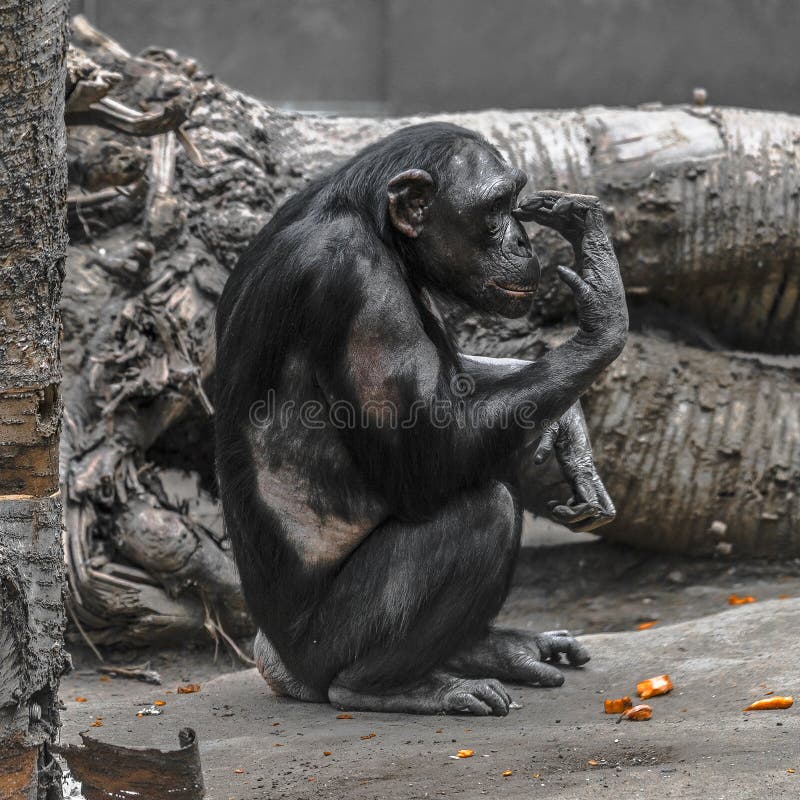 Thinking Chimpanzee Portrait Close Up Stock Photo - Image of ...