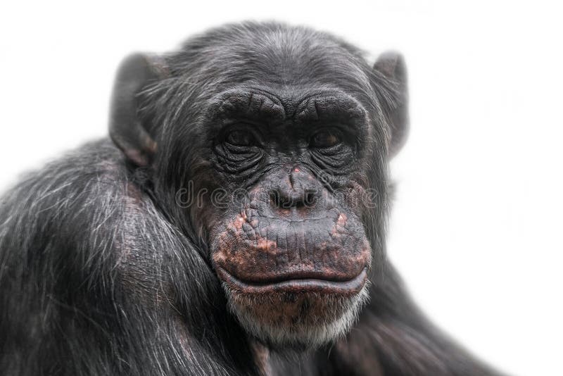 Thinking Chimpanzee stock photo. Image of animal, captive - 616634