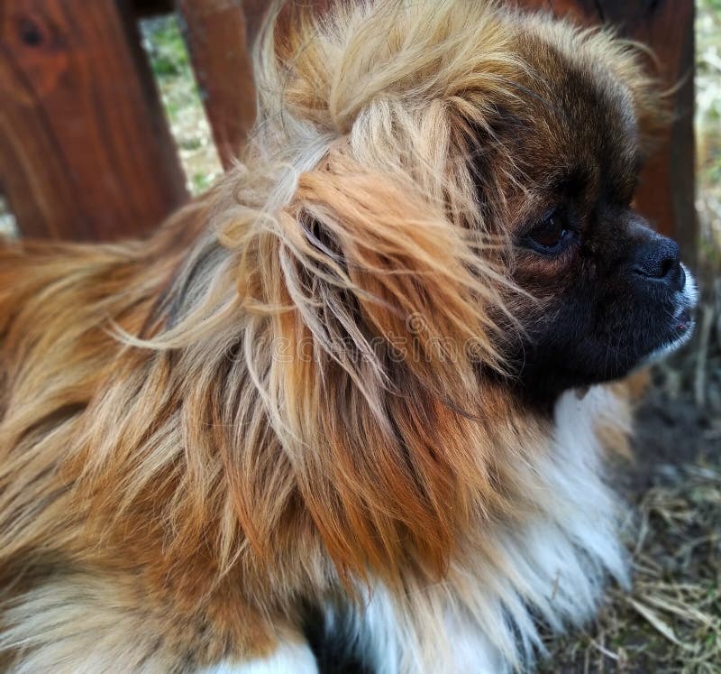 The thinking dog stock photo. Image of brown, carnivore - 179192344
