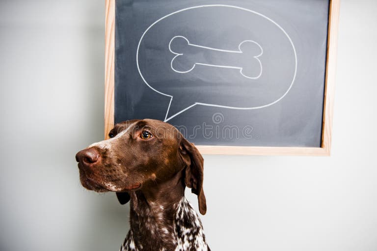 Thinking dog stock image. Image of contemplation, adorable - 18996457