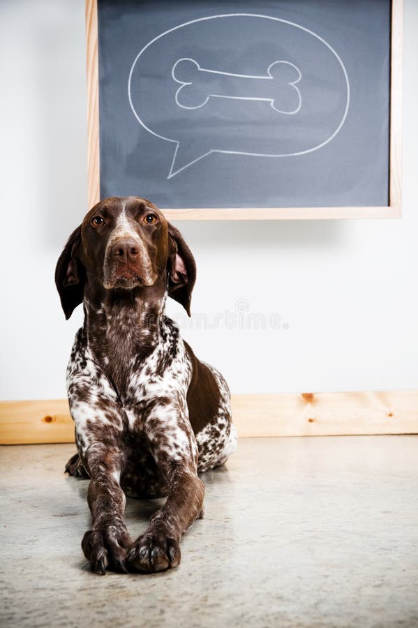 Thinking dog stock photo. Image of contemplation, funny - 18996442