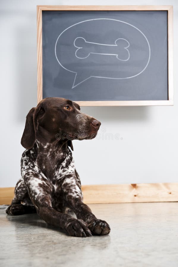 Thinking dog stock photo. Image of contemplation, funny - 18996442