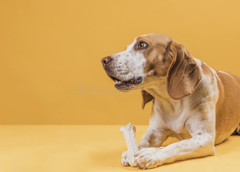 Thinking Dog Holding Bone Looking Away. High Quality Photo Stock Image ...
