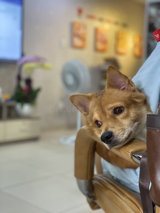 Thinking dog stock photo. Image of thinking, lovely - 260877372