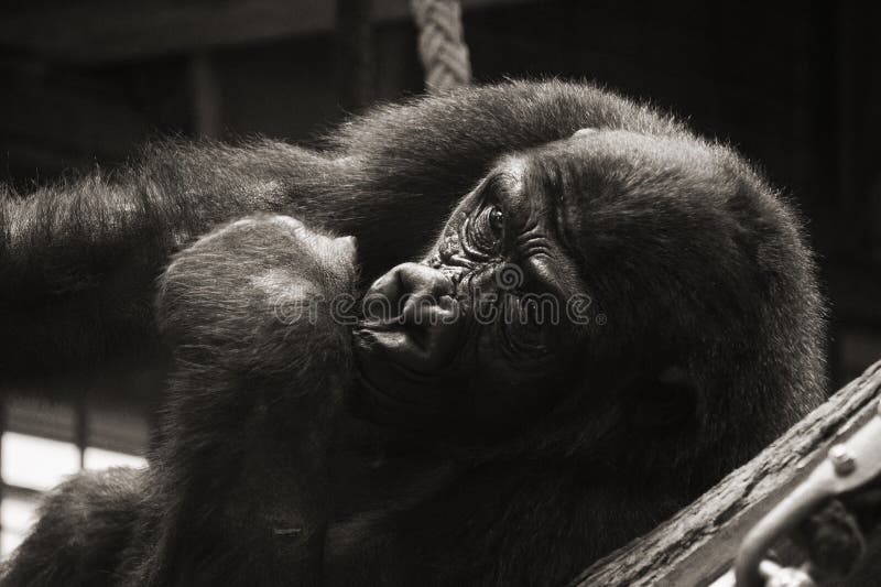 Thinking Gorilla stock photo. Image of portrait, black - 328377262