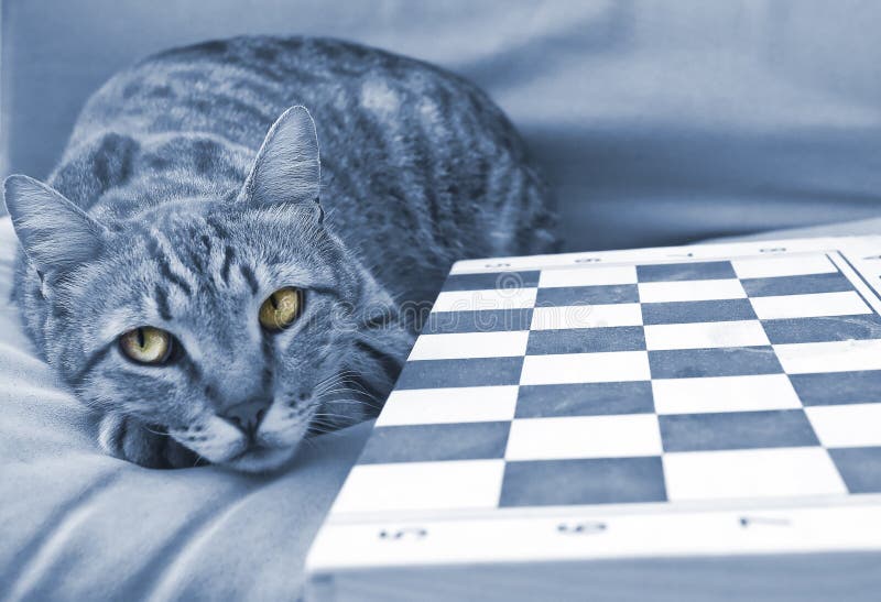 Thinking hard stock image. Image of mammals, pets, animals - 30473527