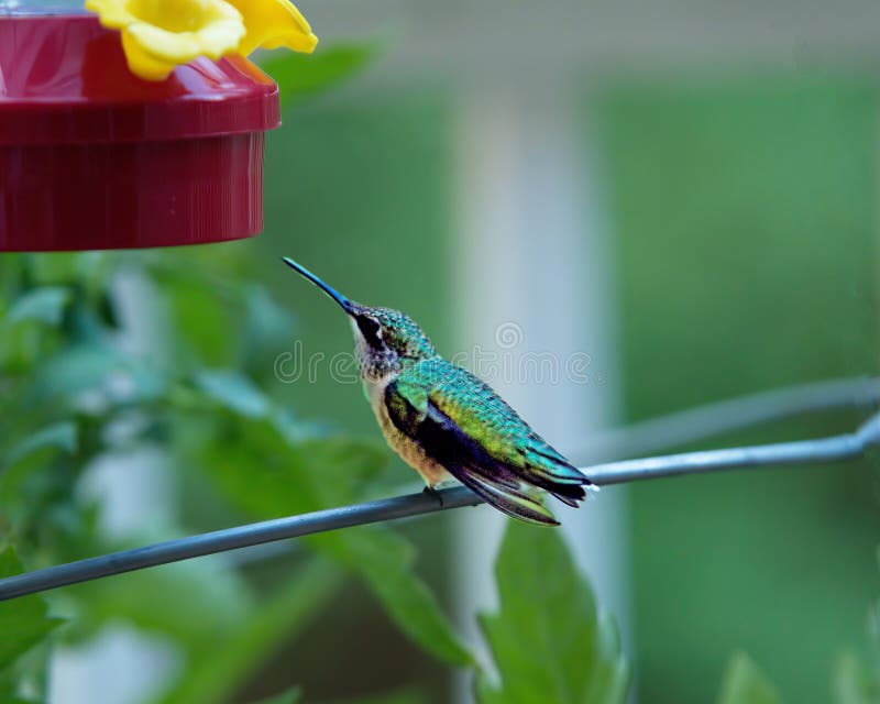 Female Broad-Tailed Hummingbird at Bird Feeder Stock Image - Image of ...