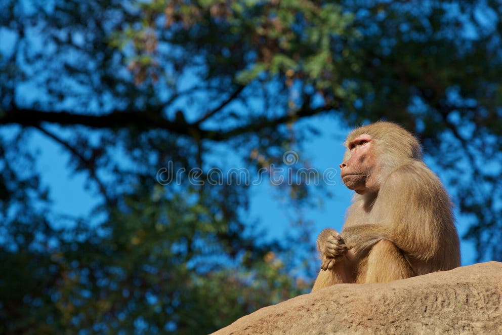 Thinking moneky stock photo. Image of wild, portrait - 16663224