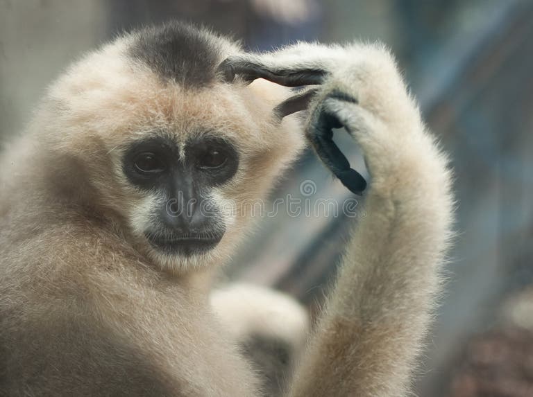Thinking monkey stock photo. Image of hair, pensive, face - 12011002