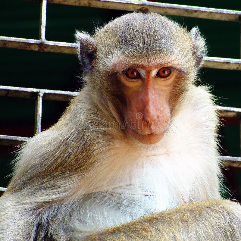 Thinking monkey stock image. Image of green, anthropomorphic - 142762759