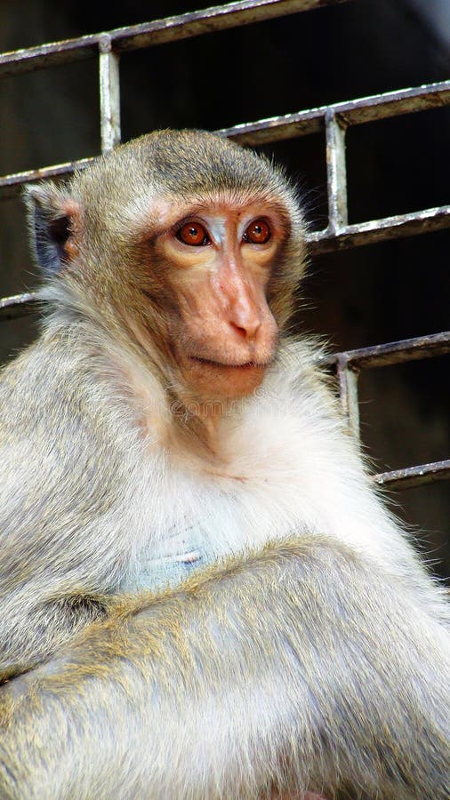 Thinking monkey stock image. Image of anthropomorphism - 142762765