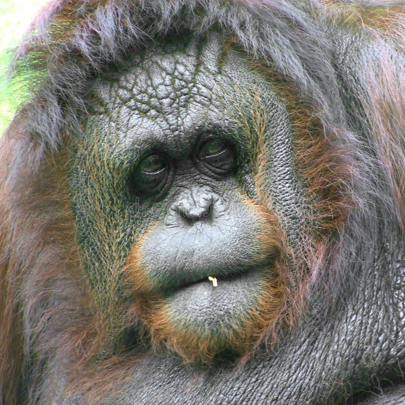 Thinking monkey stock image. Image of clever, look, forest - 142762853