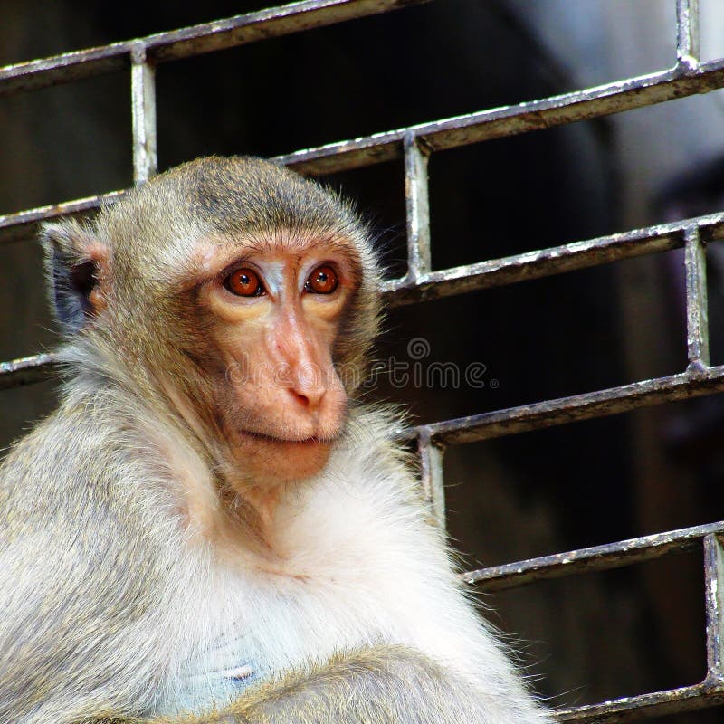 Thinking monkey stock image. Image of brown, greenery - 142768061