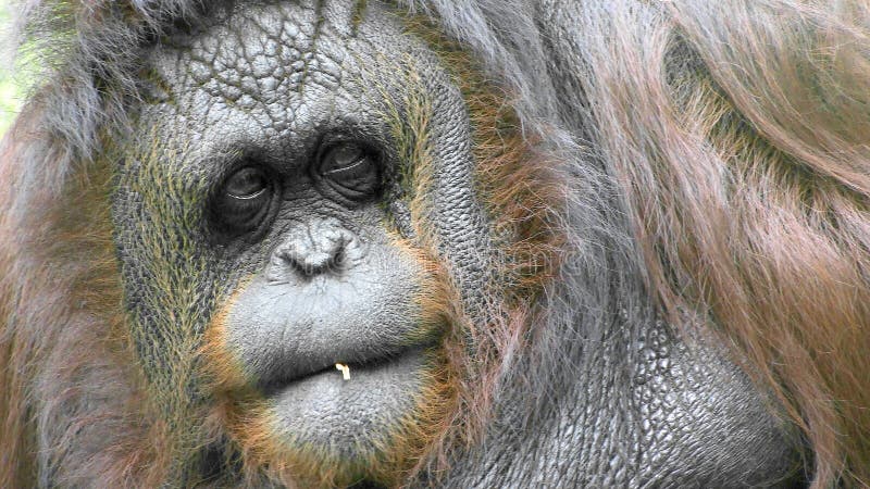 Thinking monkey stock photo. Image of nature, anthropomorphic - 142768096